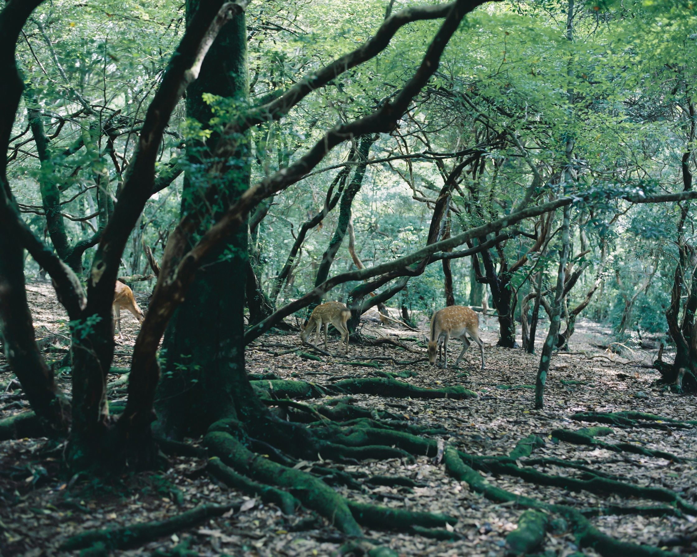 トップページの写真が変わりました – mahora